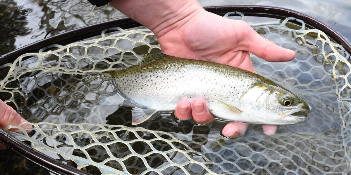 Simplifying Chum Fry Season: Effective Patterns for Western WA– Spawn ...