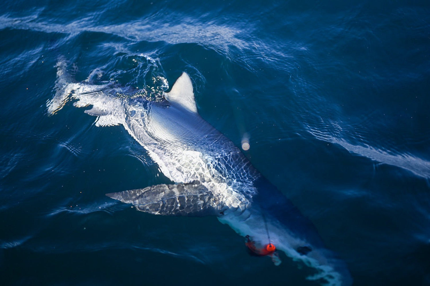 The Underrated Thrill of Shark Fishing in Washington: A Hidden Gem of ...