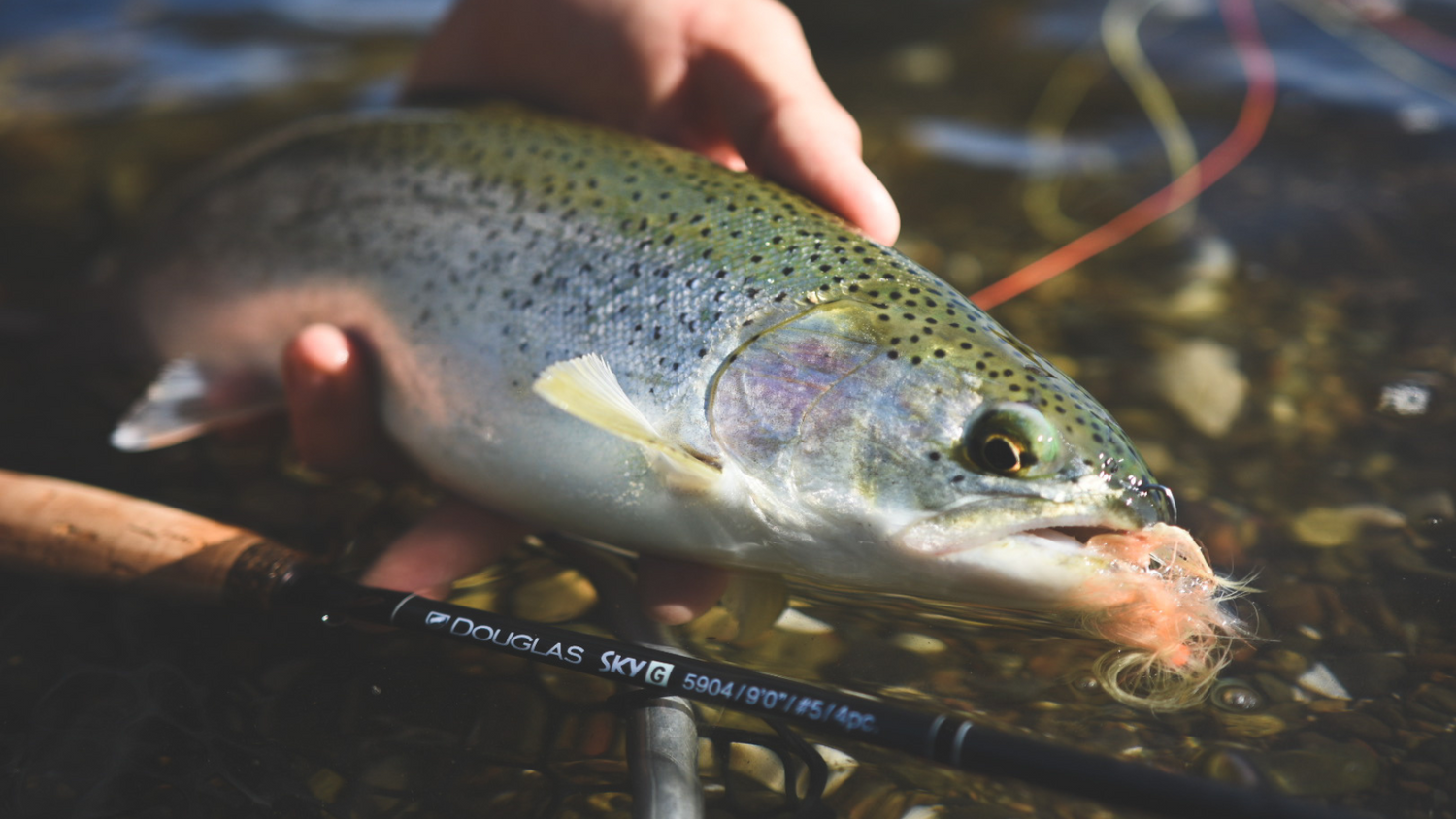 Spawn Fly Fish: Your One Stop Fly Fishing Shop – Spawn Fly Fish
