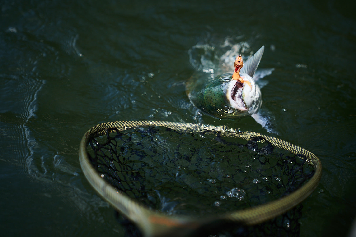 Spawn Fly Fish: Your One Stop Fly Fishing Shop – Spawn Fly Fish