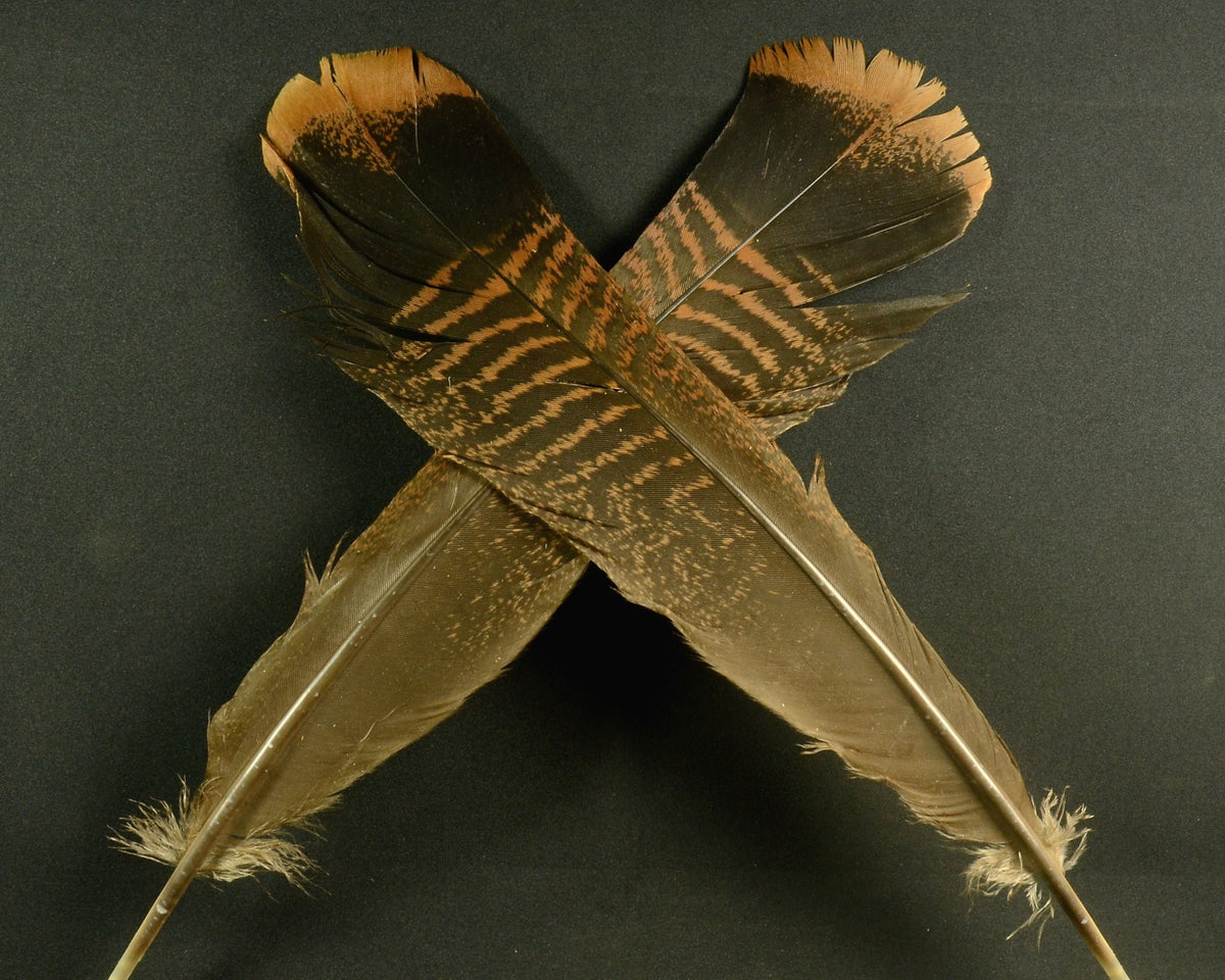 Cinnamon Tip Turkey Tail Feathers - Spawn Fly Fish– Spawn Fly Fish