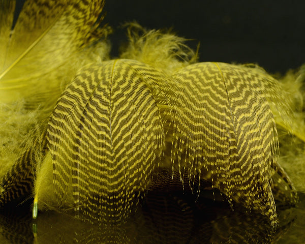 Spawn Super Select Gadwall Feathers - Spawn Fly Fish – Spawn Fly Fish