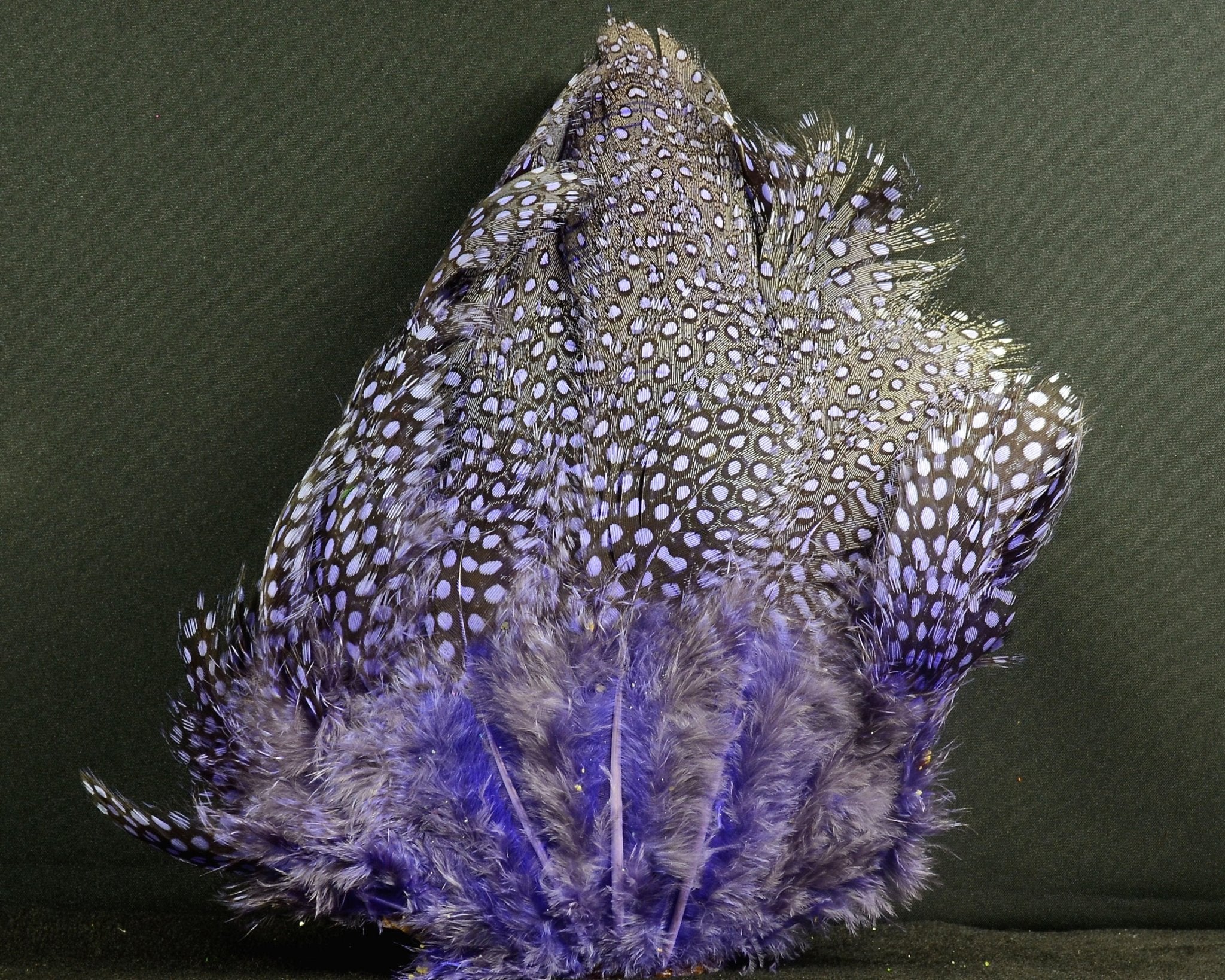 Whiting Farms Guinea Fowl - Tail - Spawn Fly Fish– Spawn Fly Fish