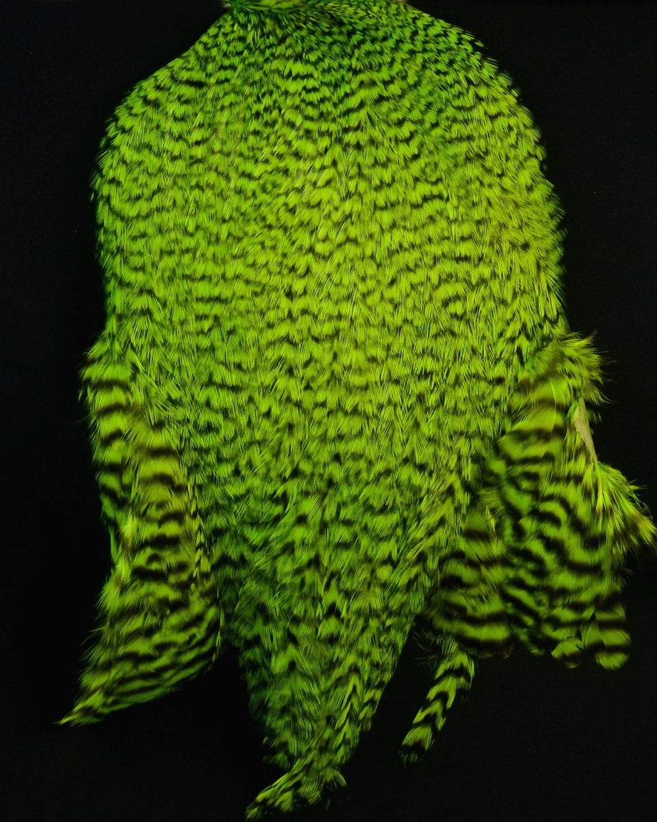 Whiting Farms American Freshwater Streamer Cape - Spawn Fly Fish– Spawn ...