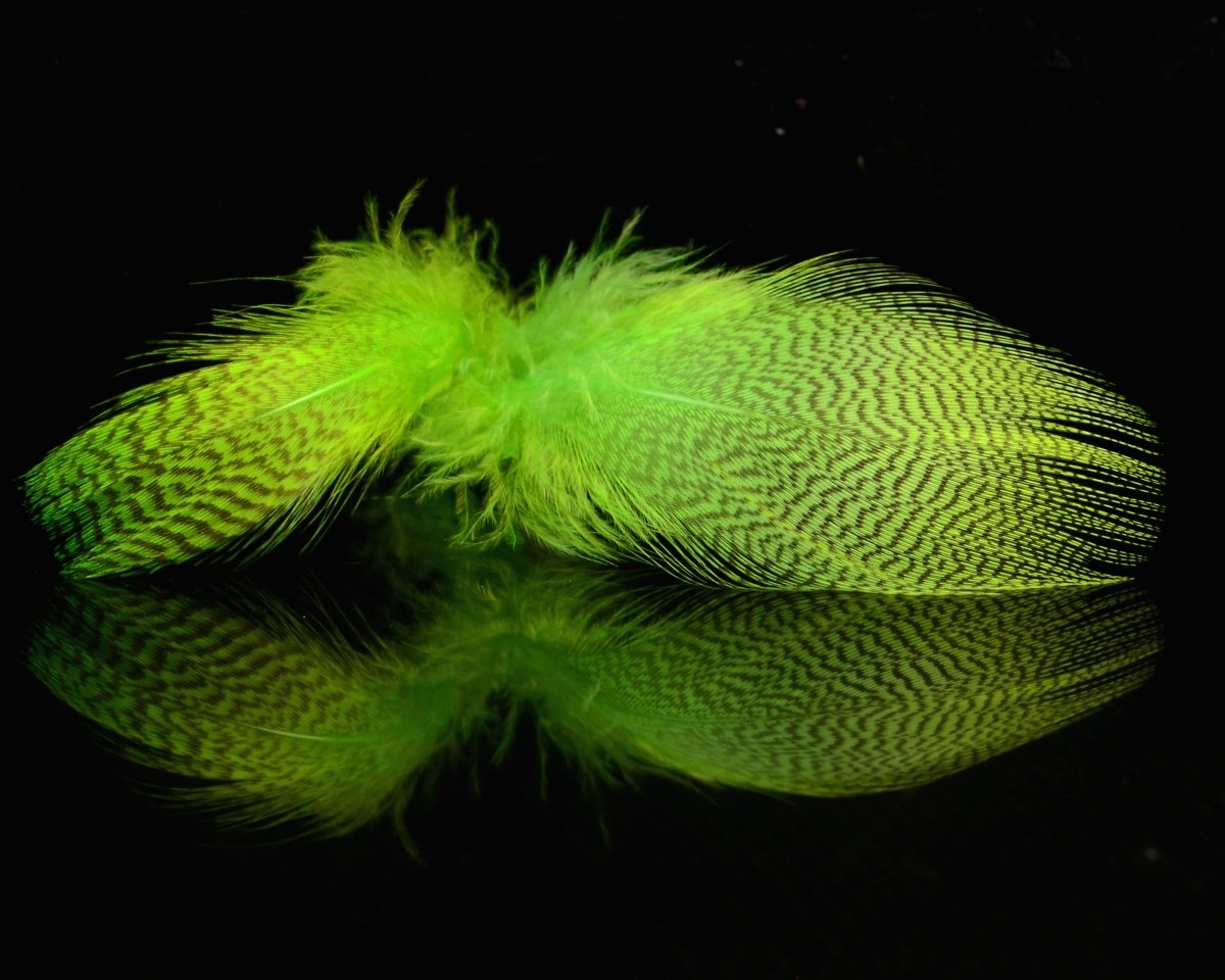 Feathers - Spawn Fly Fish– Spawn Fly Fish
