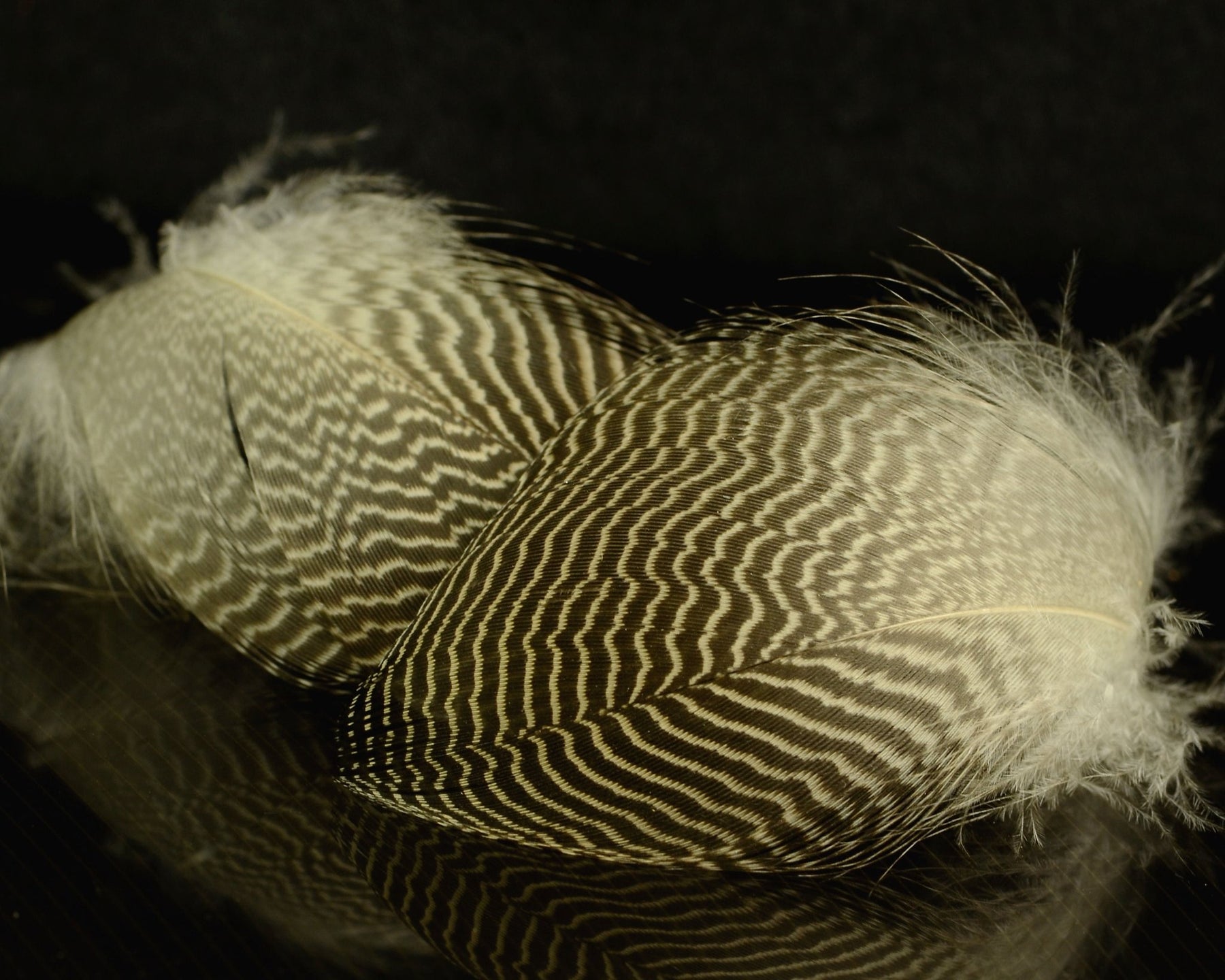 Feathers - Spawn Fly Fish– Page 2 – Spawn Fly Fish