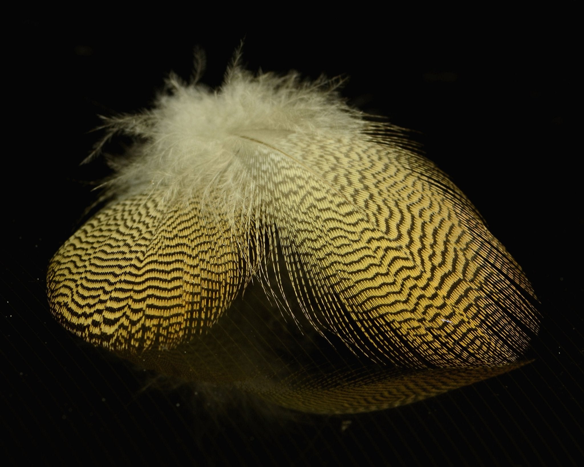 Spawn Super Select Lemon Wood Duck - Spawn Fly Fish– Spawn Fly Fish