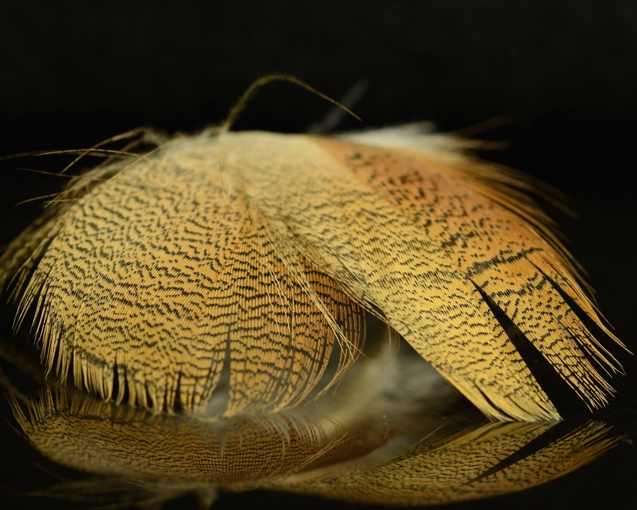 Feathers - Spawn Fly Fish– Page 2 – Spawn Fly Fish