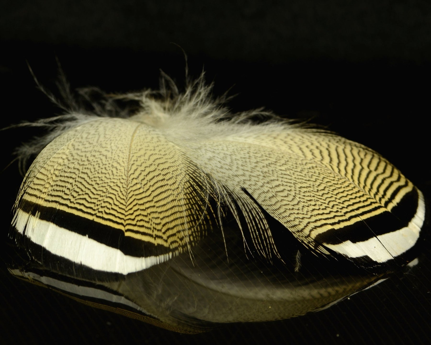Feathers - Spawn Fly Fish– Page 2 – Spawn Fly Fish