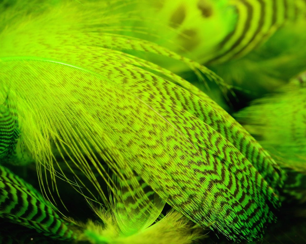 Hareline Teal Flank Feathers - Spawn Fly Fish– Spawn Fly Fish